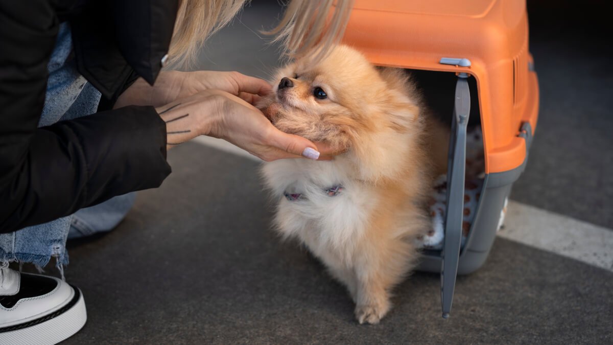 Flyga med hund från Sverige - en guide för nybörjare! - Husdjur.nu